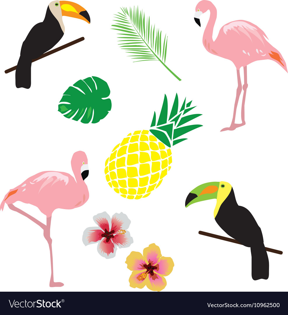 Tropical elements Royalty Free Vector Image - VectorStock