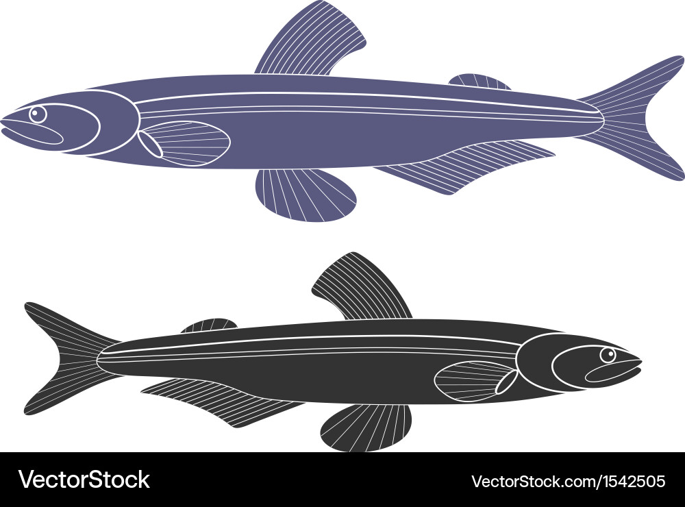 Capelin Royalty Free Vector Image Vectorstock