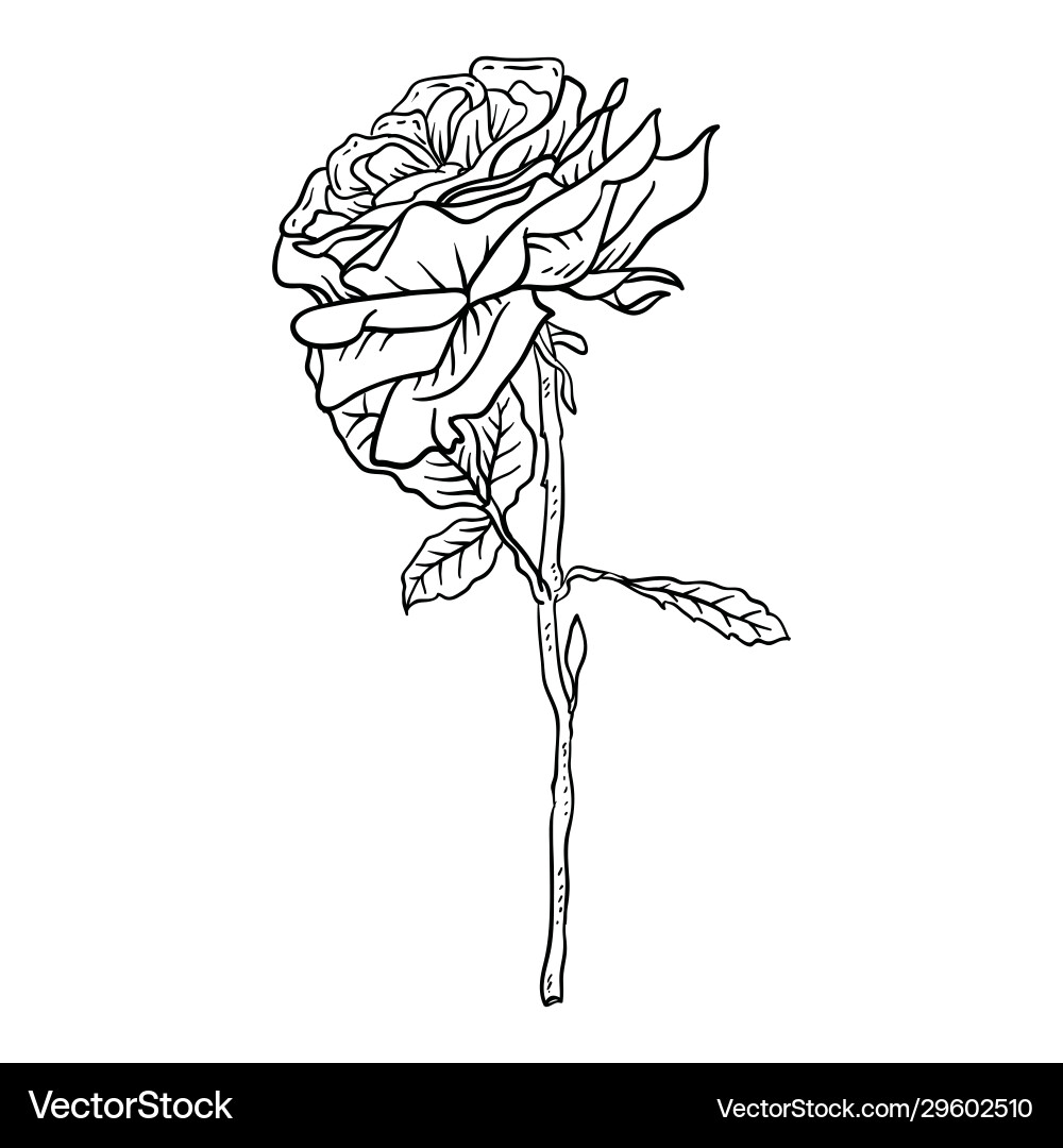 Single flower line drawing Royalty Free Vector Image