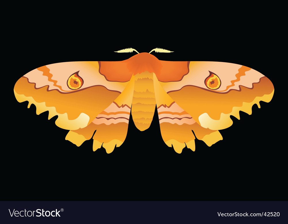 Moth Royalty Free Vector Image - VectorStock