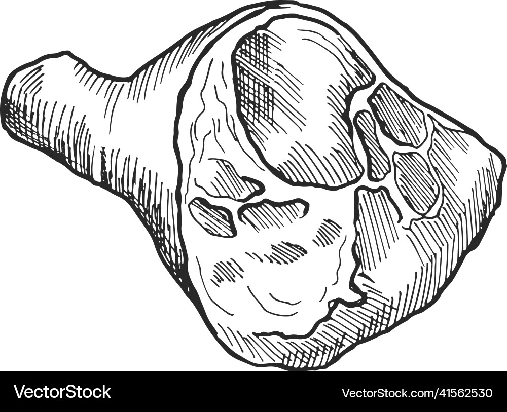 Leg meat on bone hand drawn ham sketch Royalty Free Vector