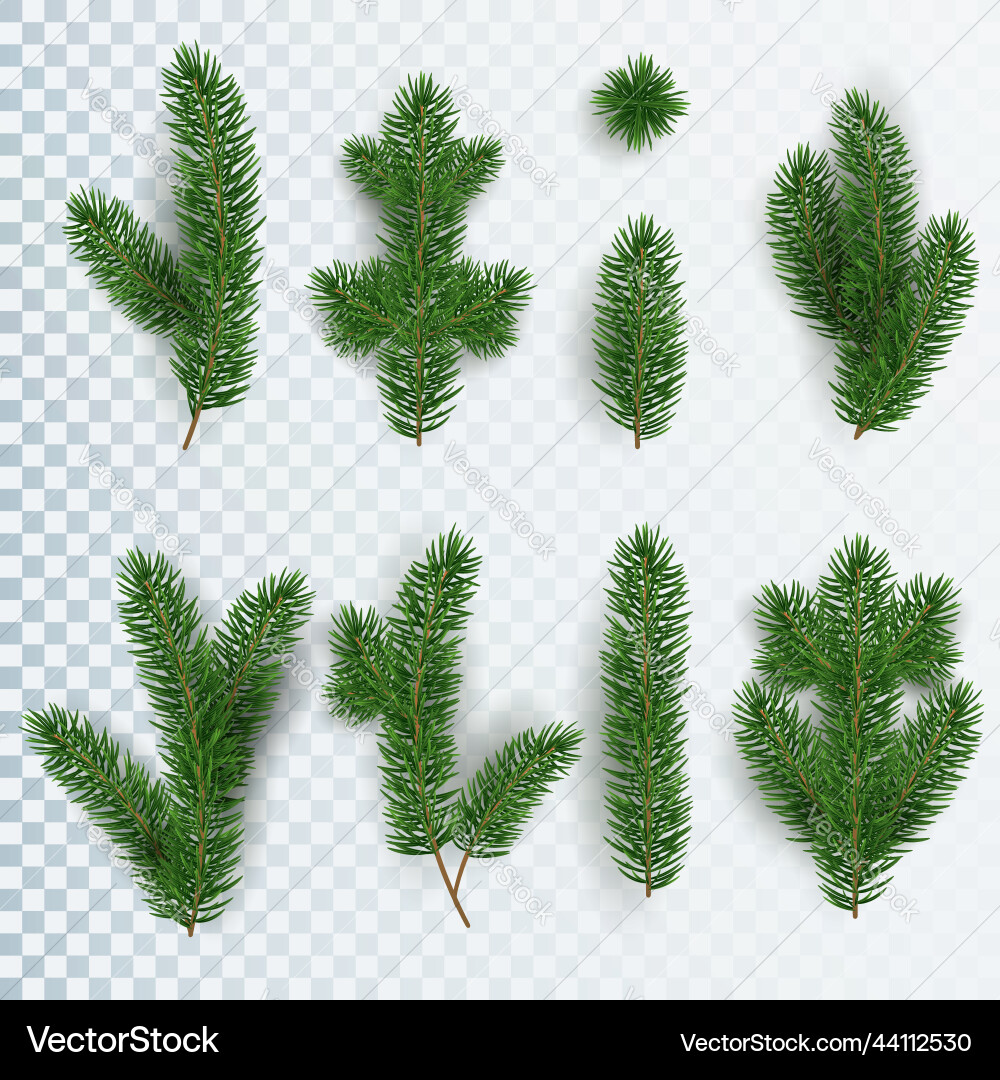 Set of realistic christmas tree branches Vector Image