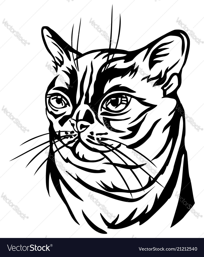 Decorative Portrait Burmese Cat Royalty Free Vector Image
