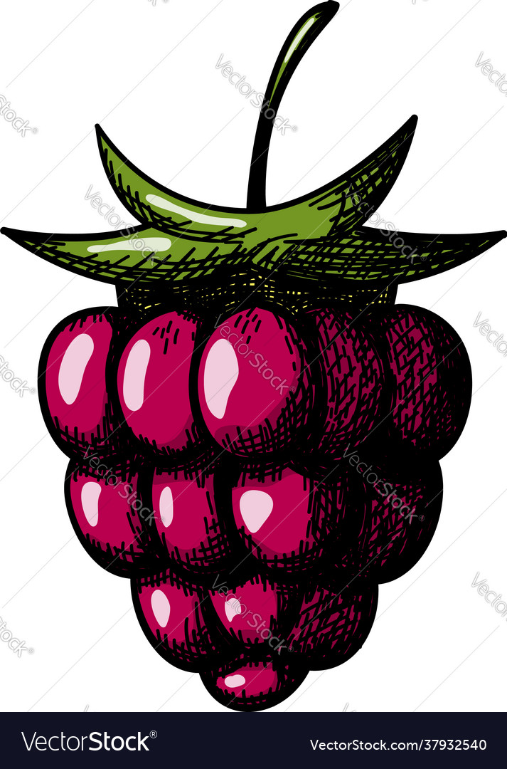 Icon raspberry Royalty Free Vector Image - VectorStock