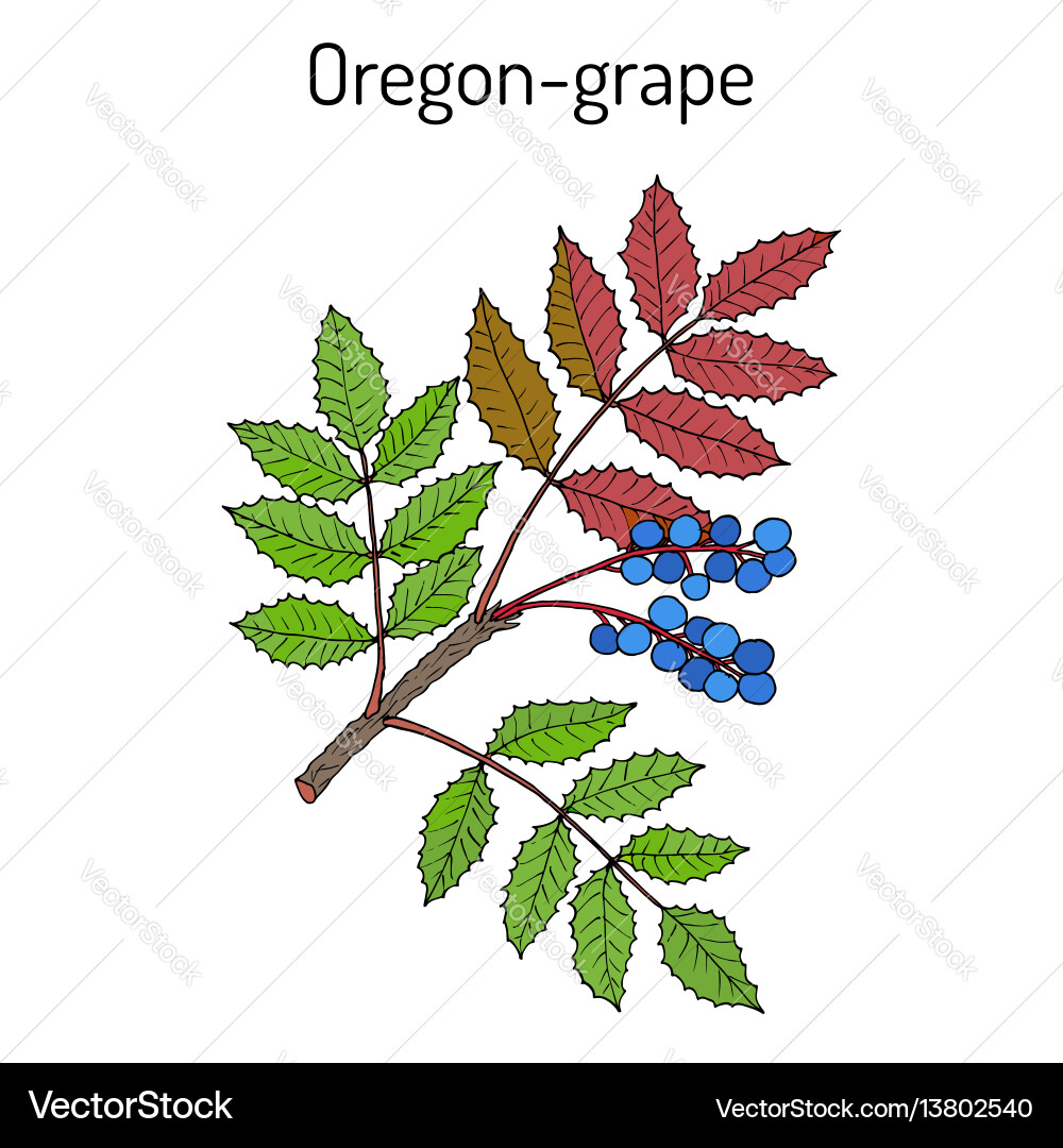 Oregon grape mahonia aquifolium Royalty Free Vector Image
