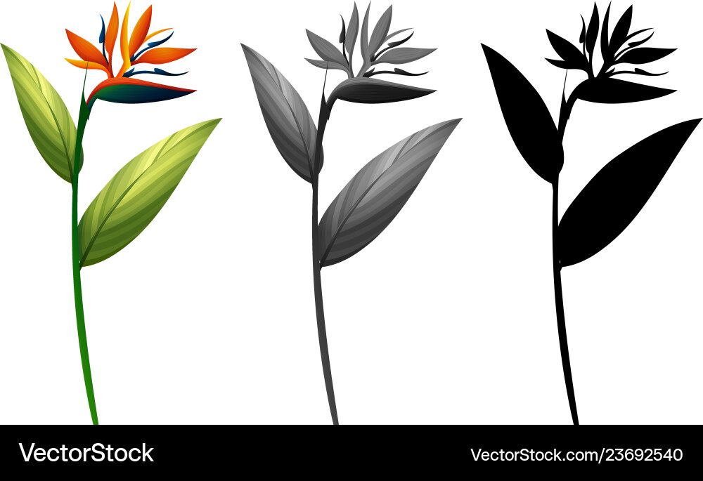 Set of exotic flower Royalty Free Vector Image