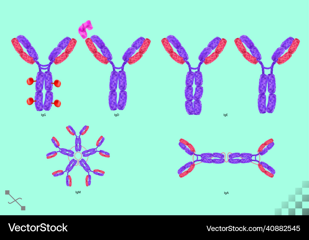 Bioscience antibody types immunoglobulin y-shaped Vector Image