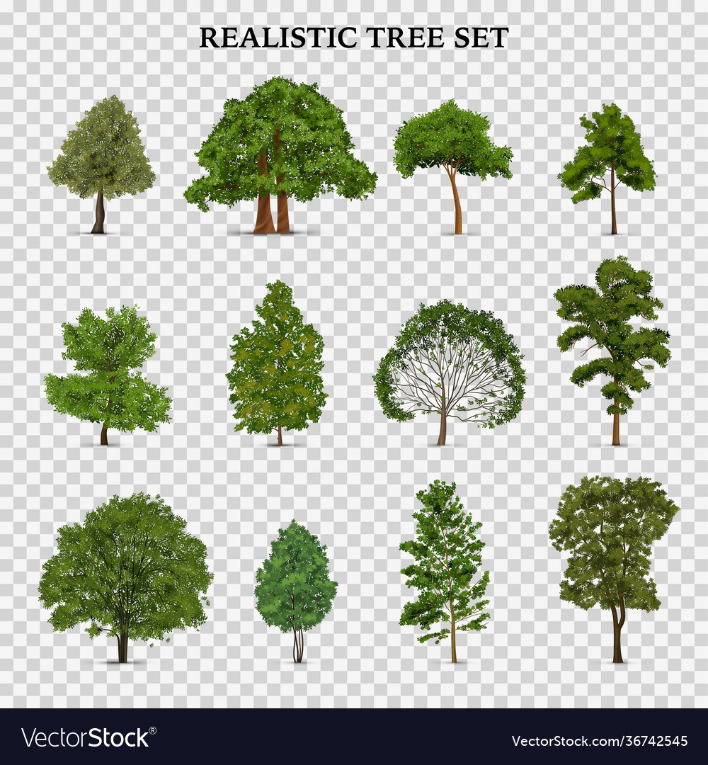 Realistic trees transparent set Royalty Free Vector Image