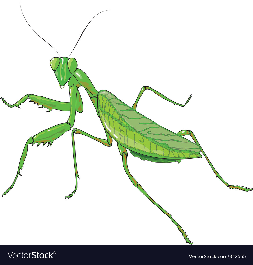 Mantis Royalty Free Vector Image - VectorStock