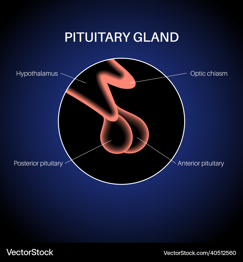Pituitary gland anatomy Royalty Free Vector Image