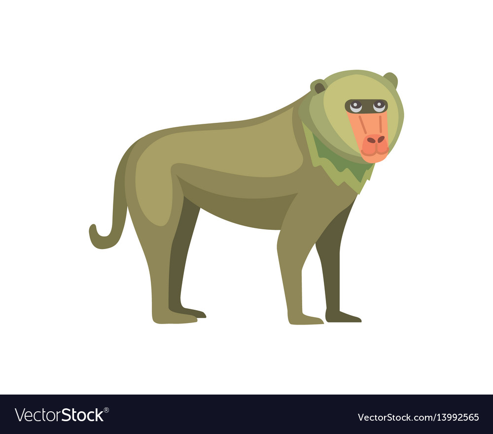 Baboon monkey cartoon wildlife of Royalty Free Vector Image Baboon monkey cartoon wildlife of Royalty Free Vector Image