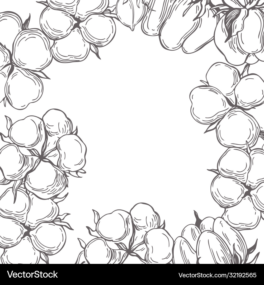 Background with hand drawn cotton plant sketch Vector Image