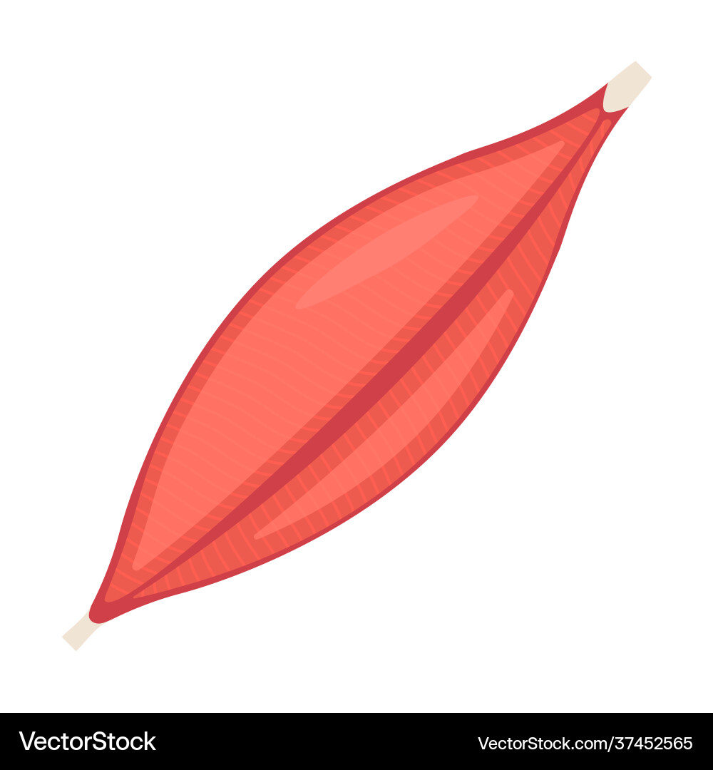 Human muscle tissue flat icon muscle Royalty Free Vector