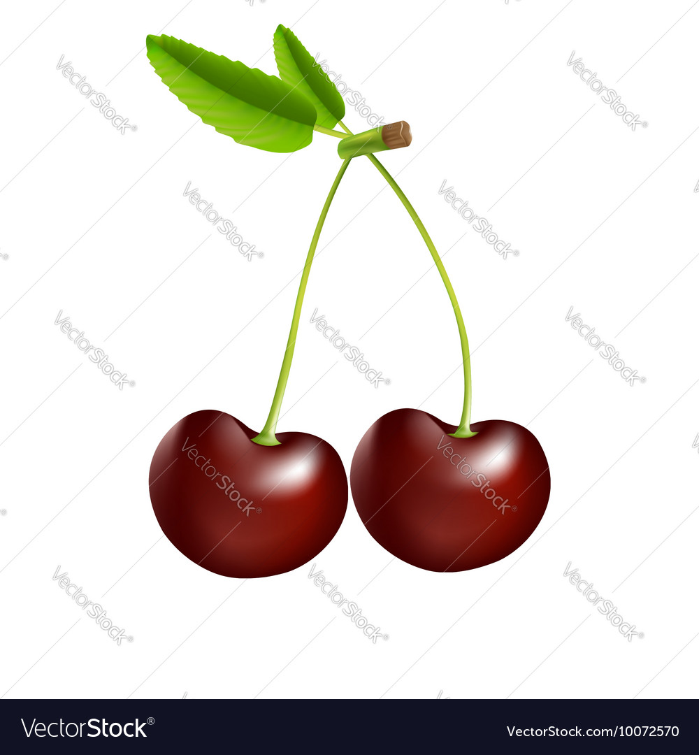 Two cherries Royalty Free Vector Image - VectorStock