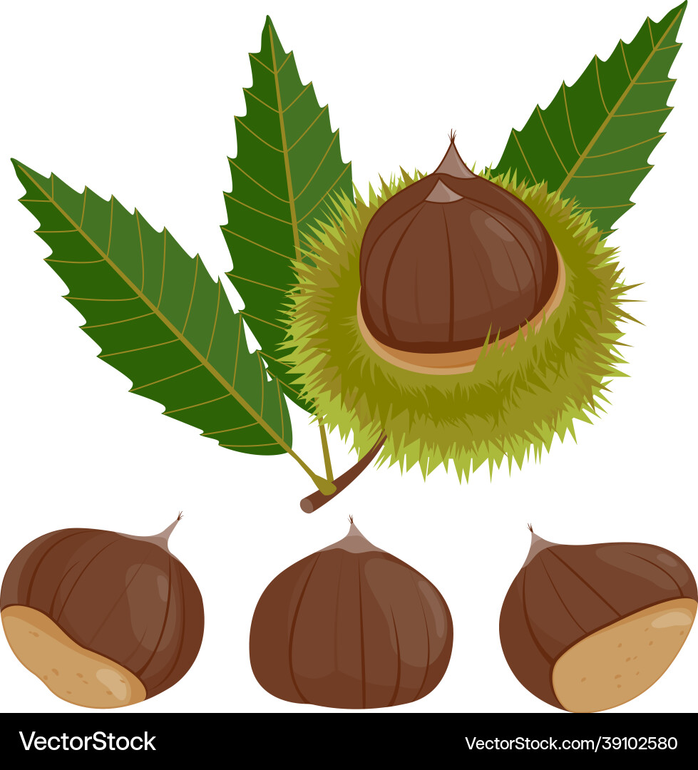 Sweet chestnut plant and fruit Royalty Free Vector Image