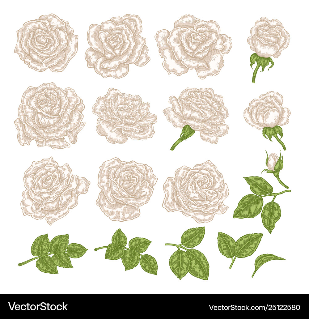 White roses hand drawn flowers Royalty Free Vector Image