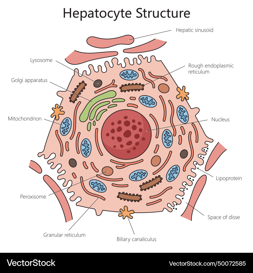 Hepatocyte cell structure diagram medical science Vector Image