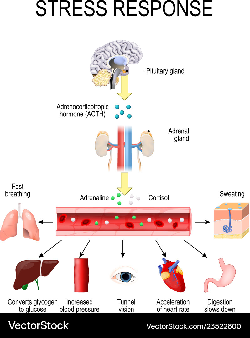 Activation of the stress system Royalty Free Vector Image