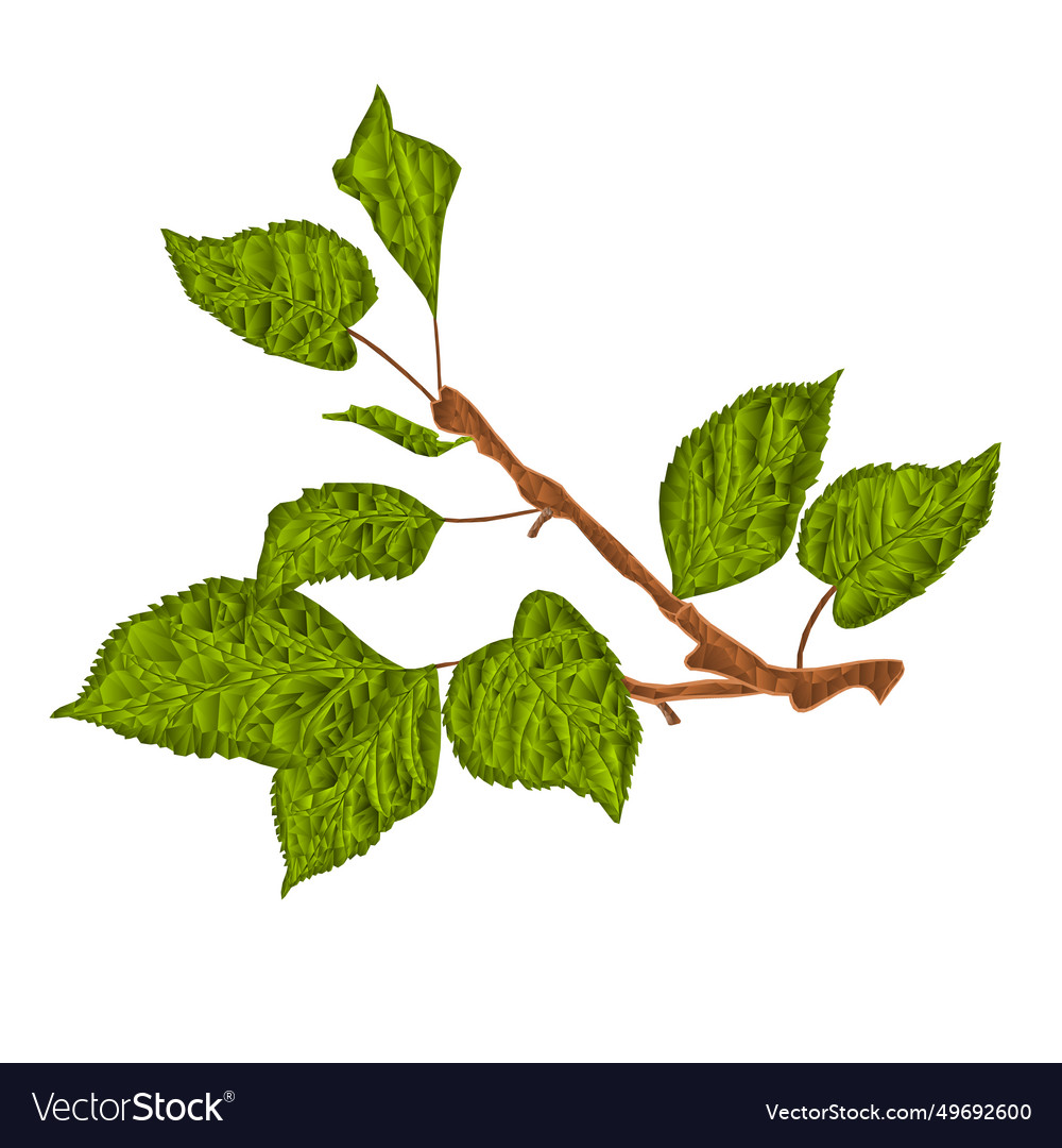 Branch Of Apple Tree Low Polygon Royalty Free Vector Image