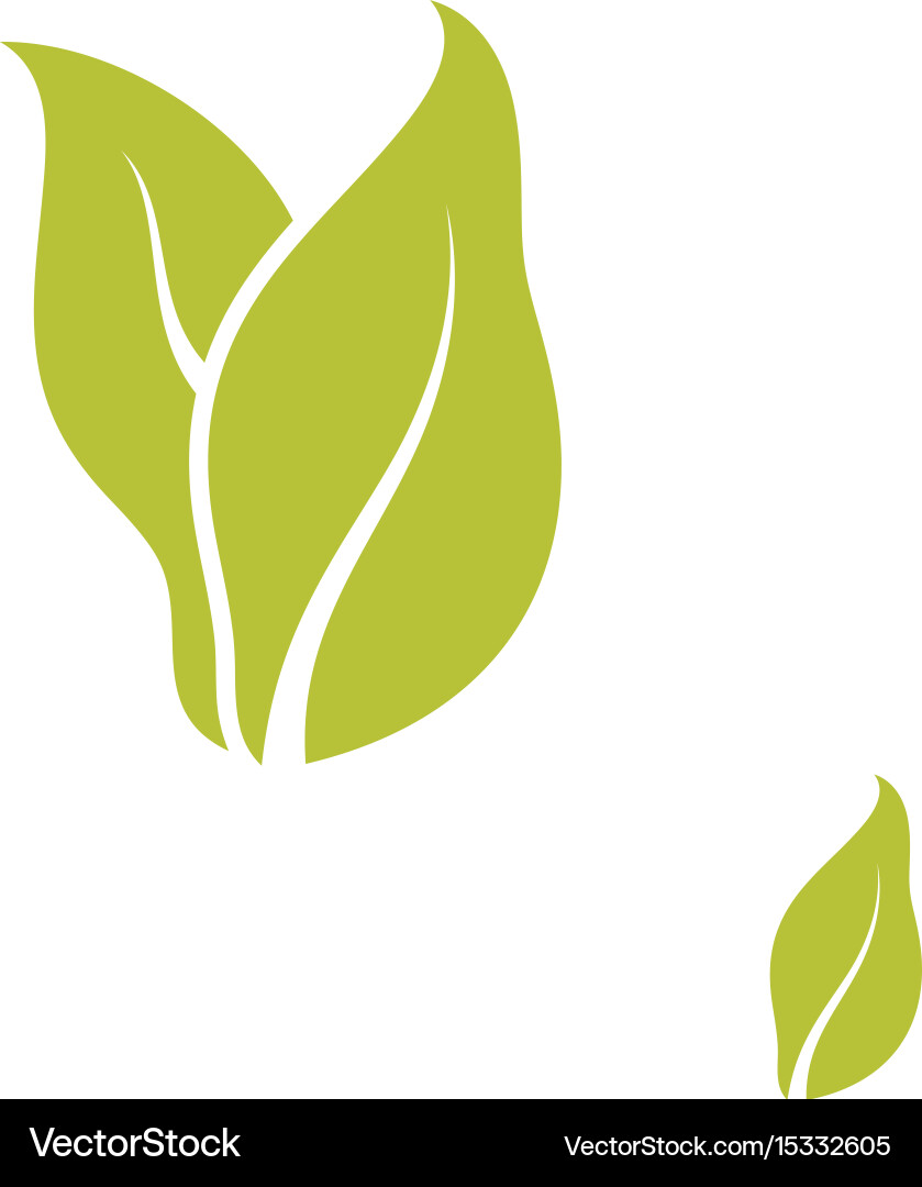 Tobacco leaves Royalty Free Vector Image - VectorStock