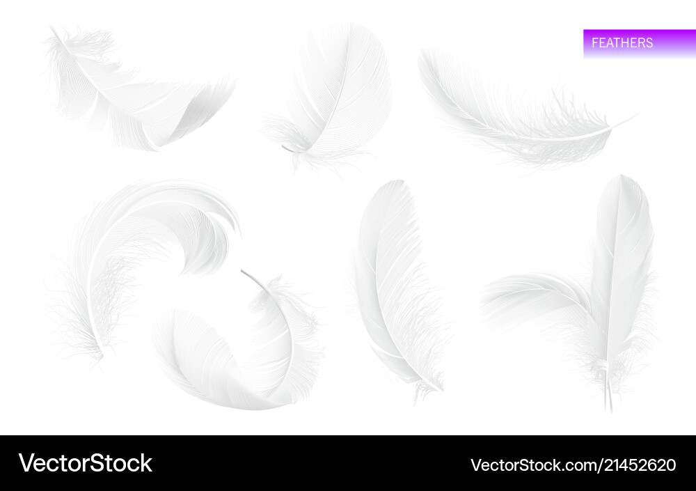 Set of isolated falling white fluffy feathers Vector Image