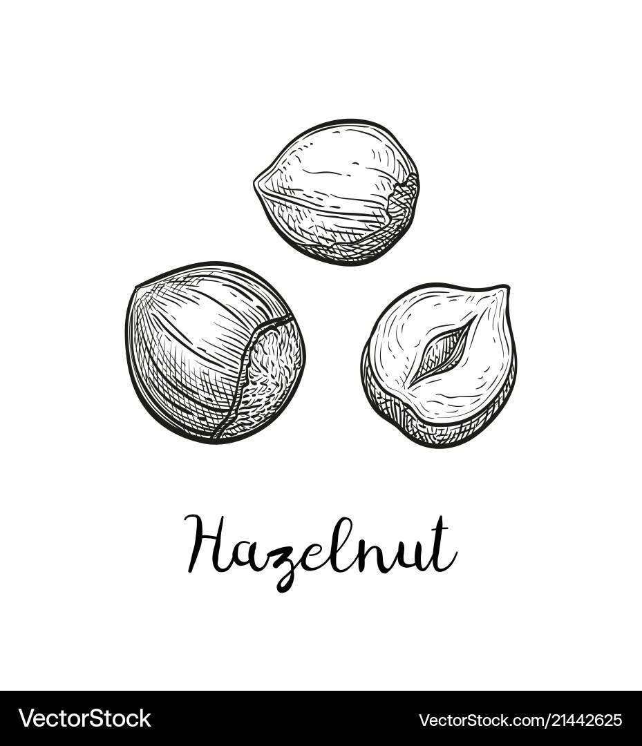 Ink sketch of hazelnut Royalty Free Vector Image