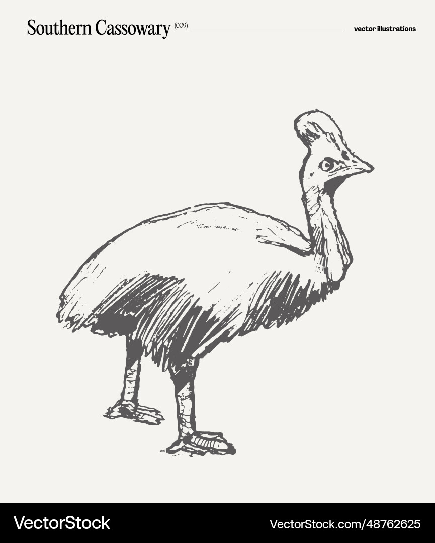 Southern cassowary sketch Royalty Free Vector Image