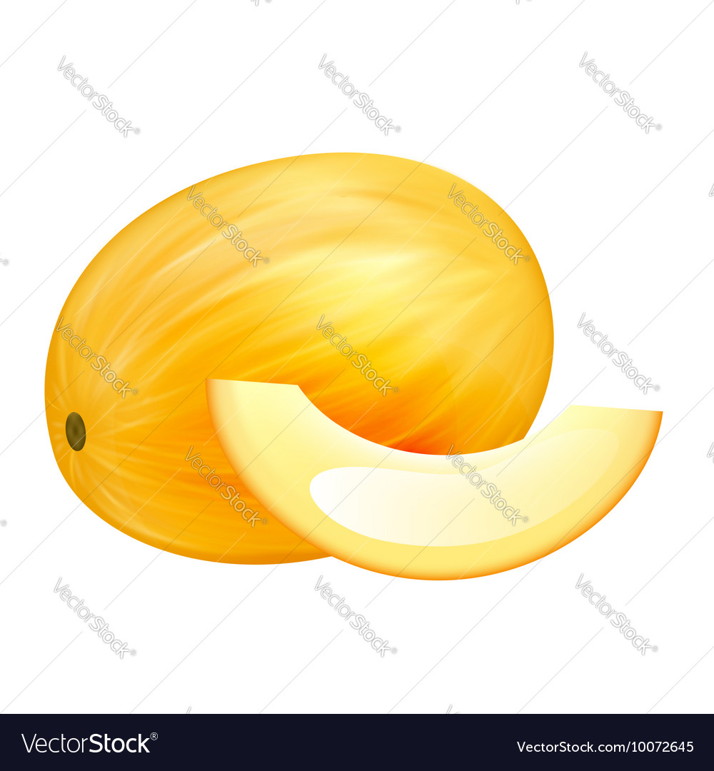 Melon Royalty Free Vector Image - VectorStock