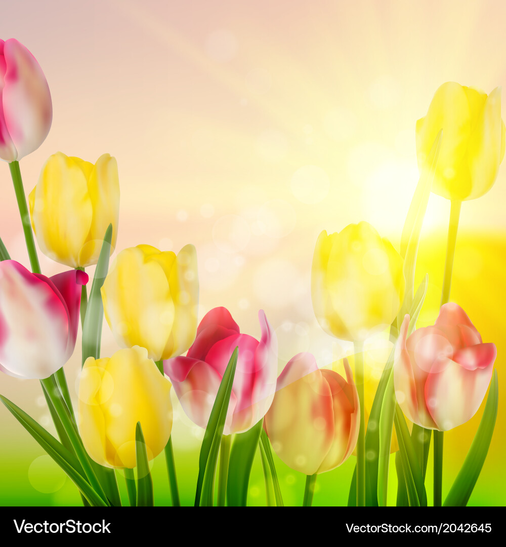 Spring beauty tulips flower eps 10 Royalty Free Vector Image