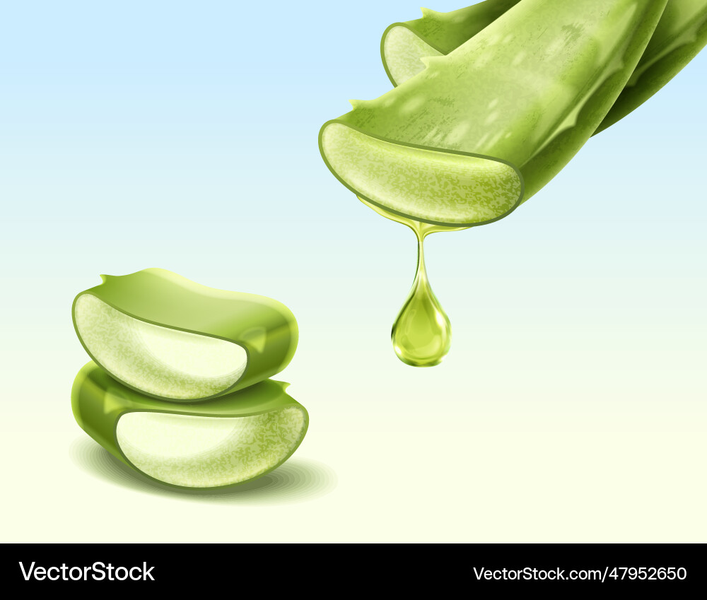 Aloe vera plant Royalty Free Vector Image - VectorStock