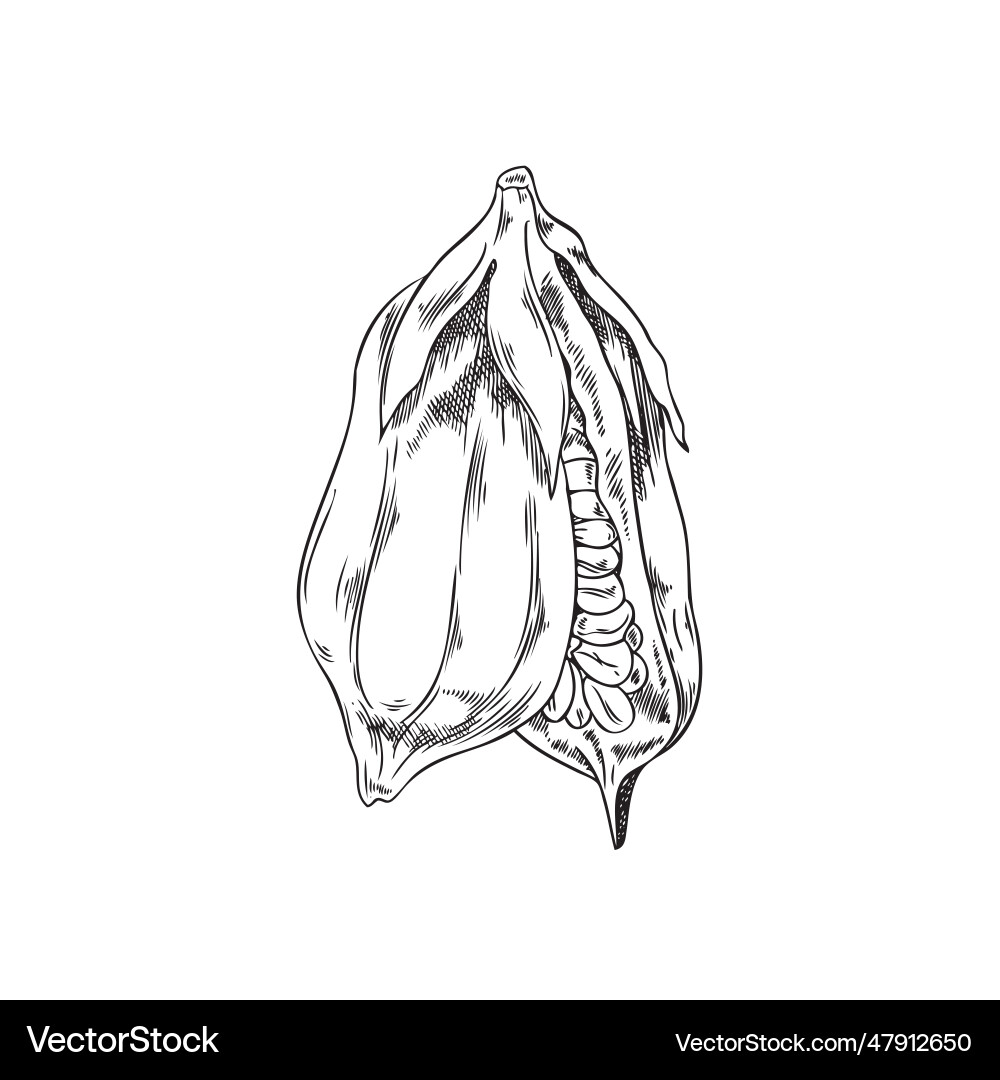 Hand drawn monochrome hanging sesame opened Vector Image