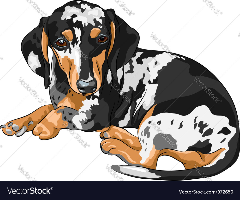 Miniature dachshund Royalty Free Vector Image - VectorStock Miniature dachshund Royalty Free Vector Image - VectorStock