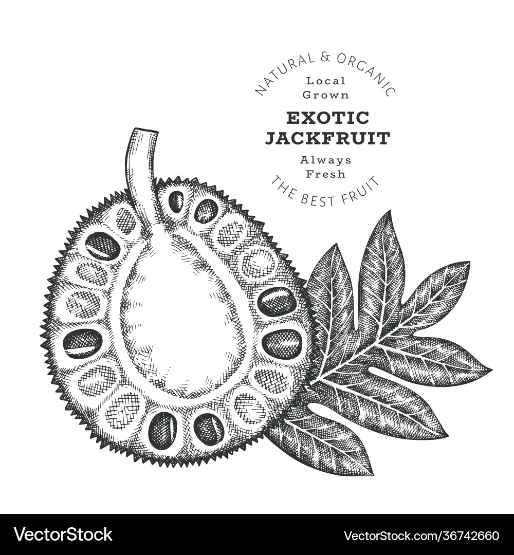Hand drawn sketch style jackfruit organic fresh Vector Image