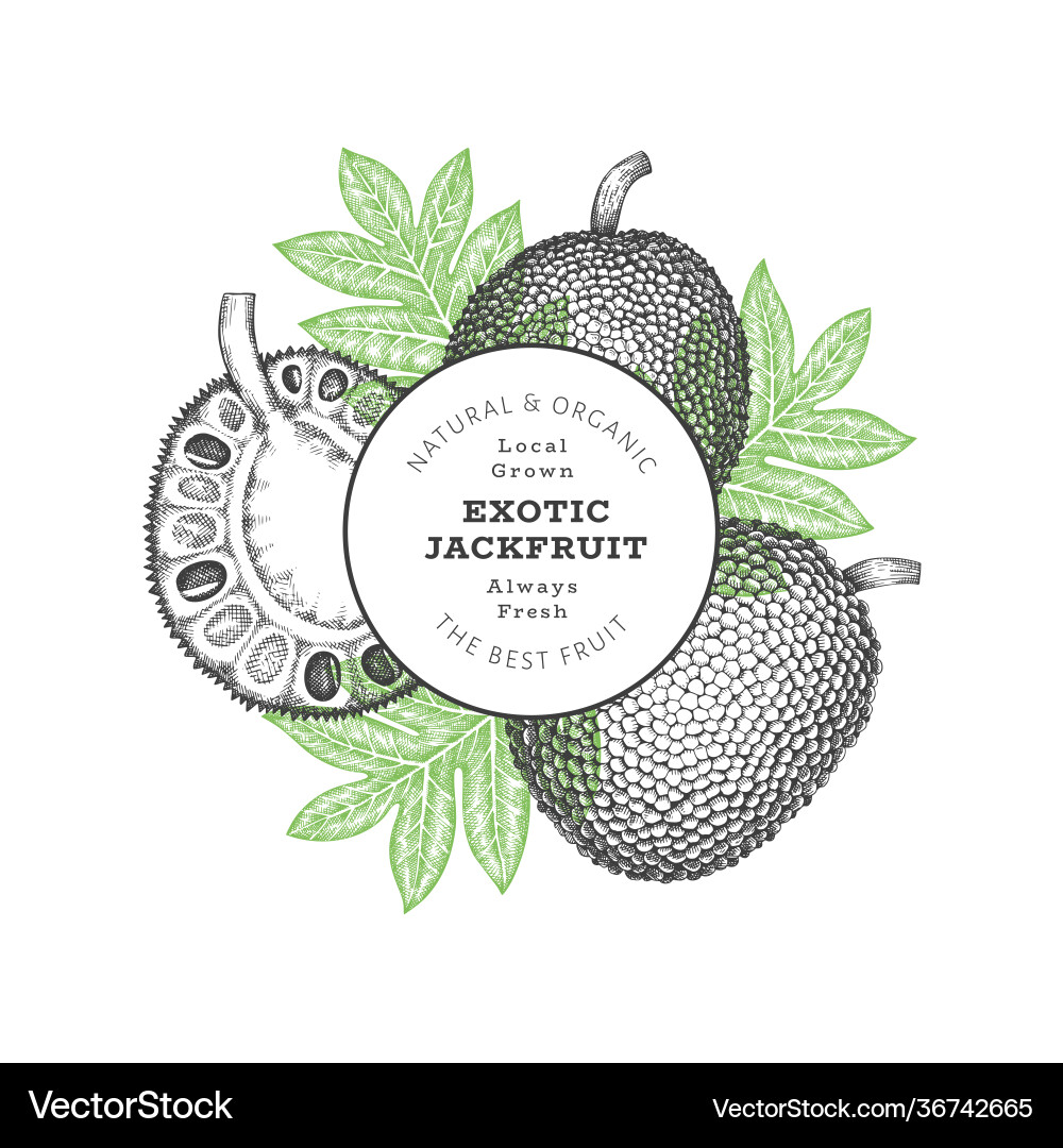 Hand drawn sketch style jackfruit banner organic Vector Image