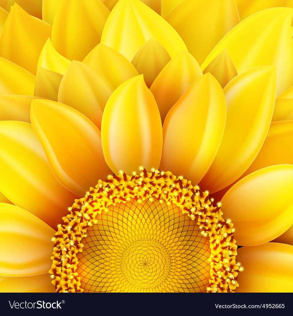 Macro SunFlower Background EPS 10 Royalty Free Vector Image Macro SunFlower Background EPS 10 Royalty Free Vector Image