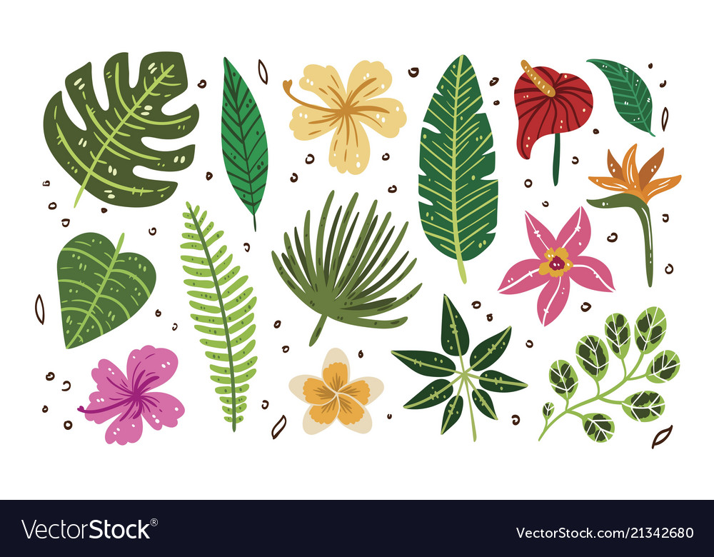 Summer set of tropical leaves Royalty Free Vector Image