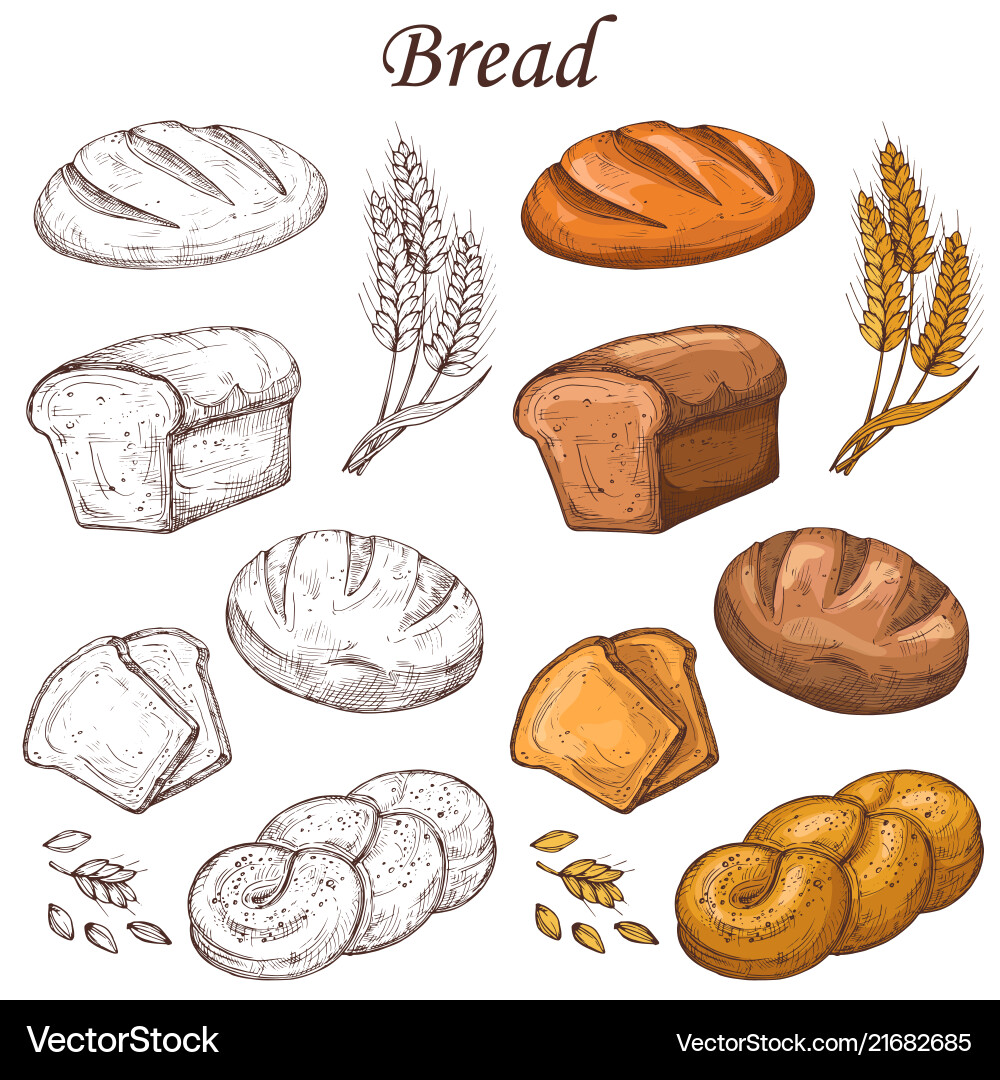Line and colored bakery elements loaf of Vector Image