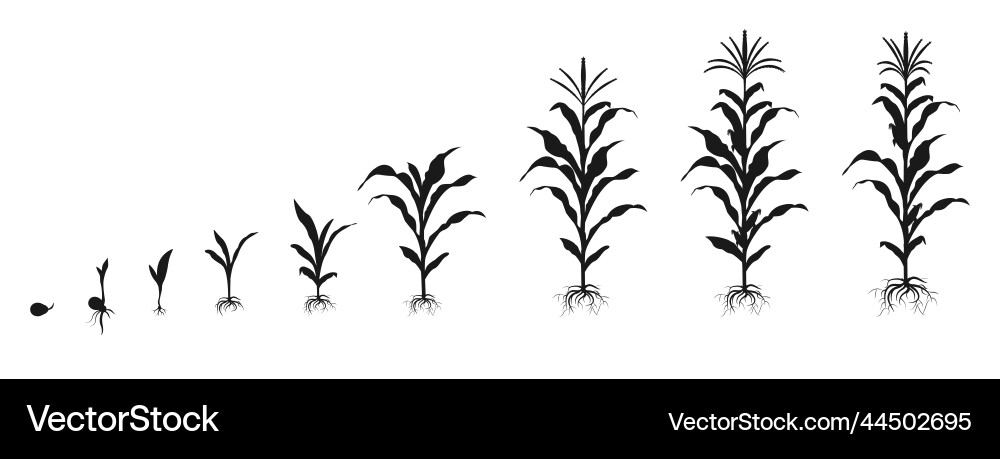 Cycle of growth corn in form black Royalty Free Vector Image