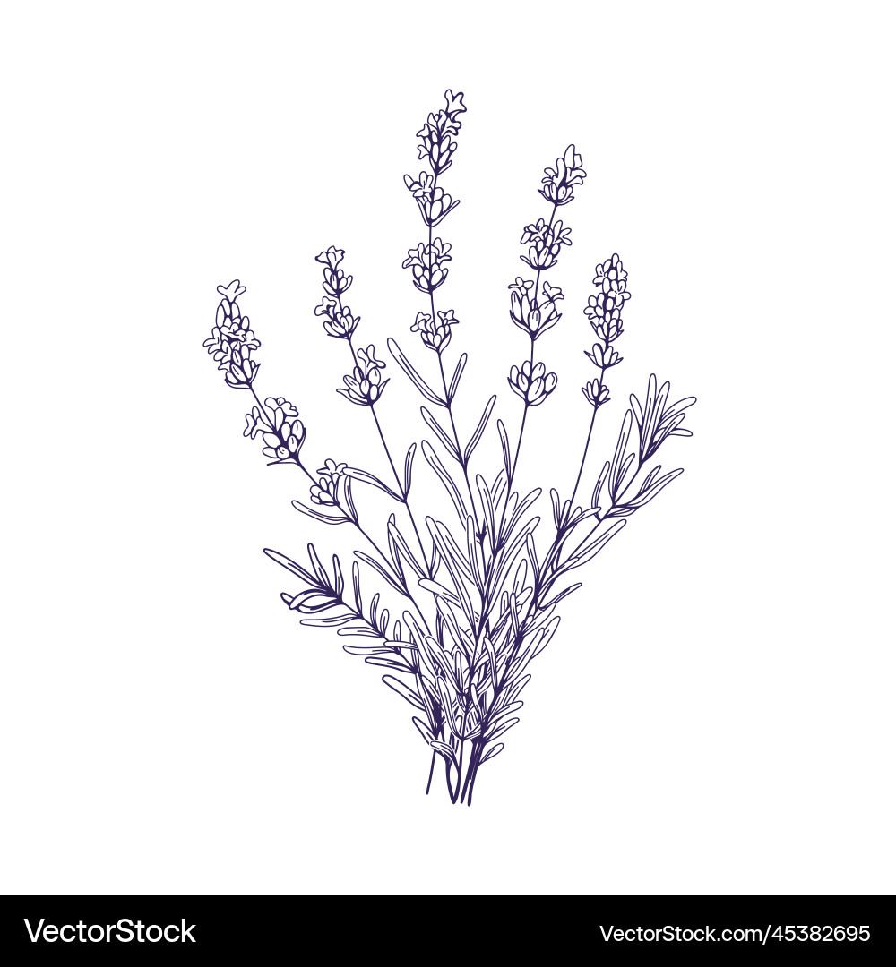 Lavender flowers bunch outlined botanical retro Vector Image