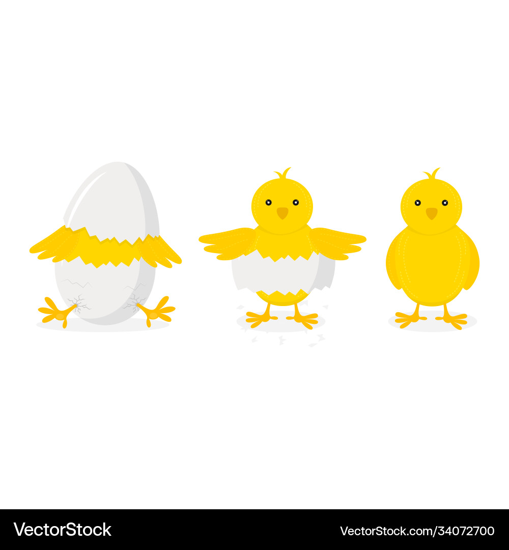 Cartoon chicken hatching phases set on a white Vector Image