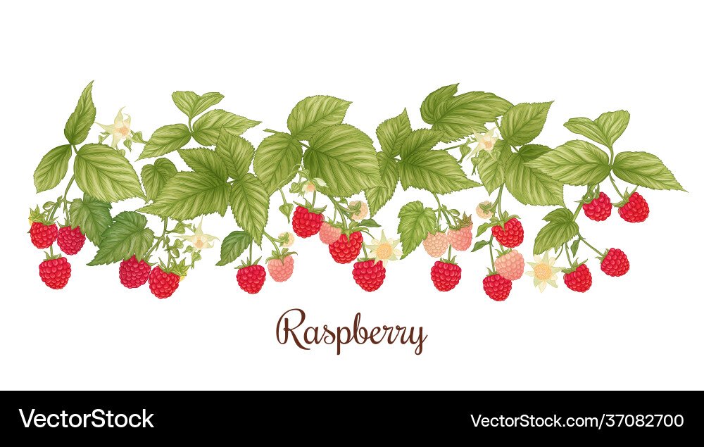 Raspberry ripe berries on branch clip art set Vector Image