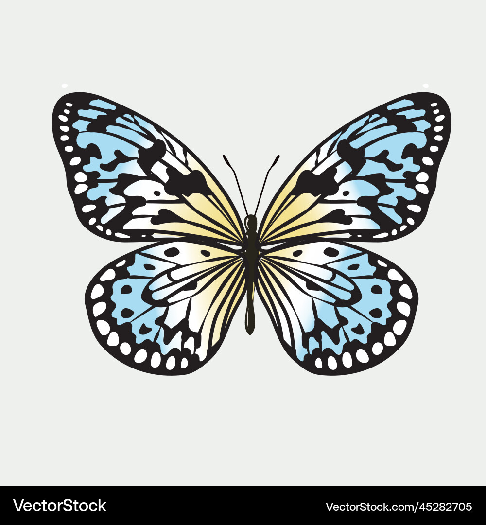 Beautiful colorful butterfly Royalty Free Vector Image