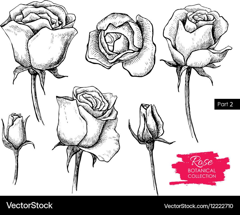 Hand drawn botanical rose set engraved collection Vector Image