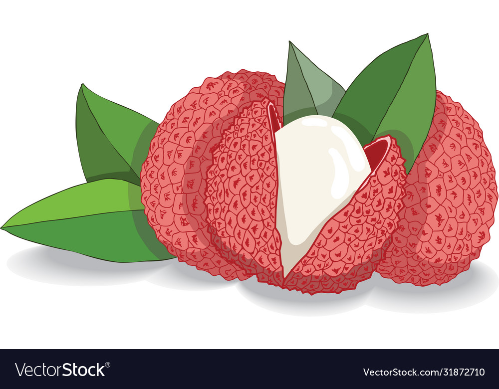 Lychee Royalty Free Vector Image - VectorStock