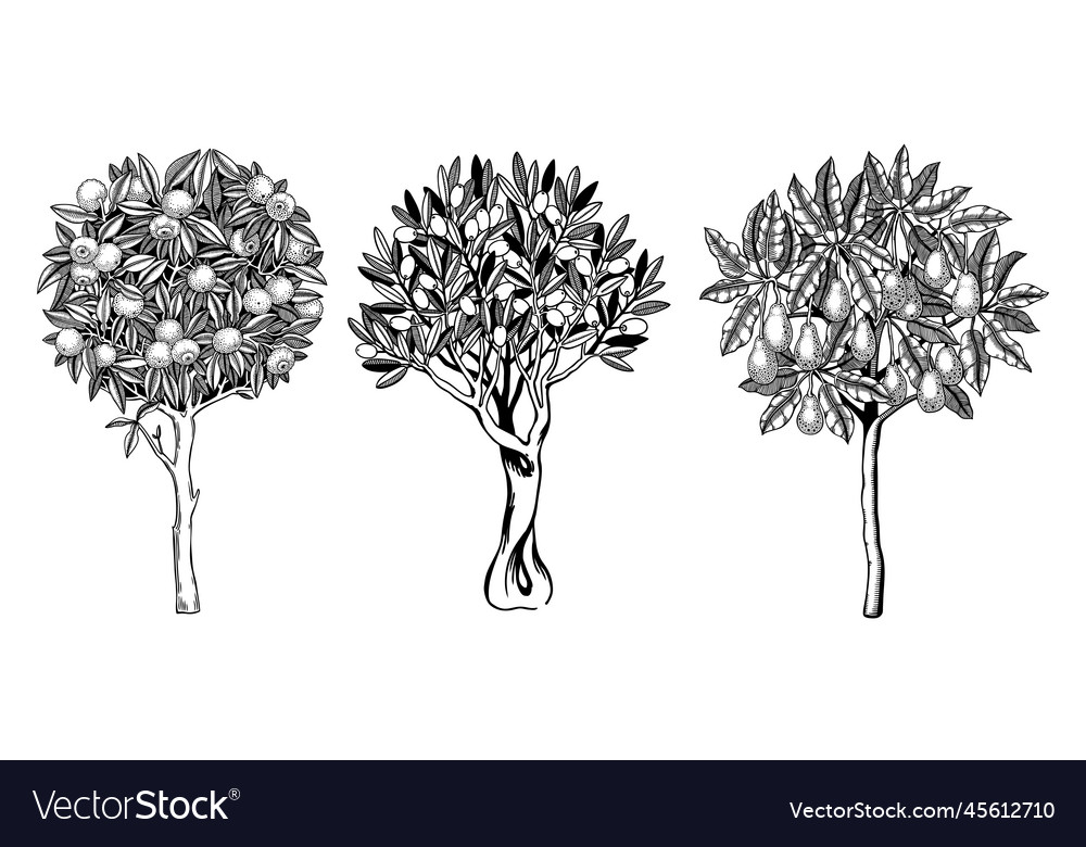 Sketched trees set with decorative fruit leaves Vector Image