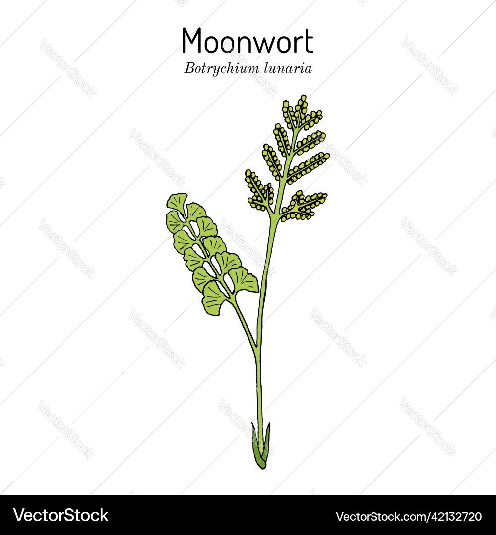 Common moonwort botrychium lunaria medicinal Vector Image
