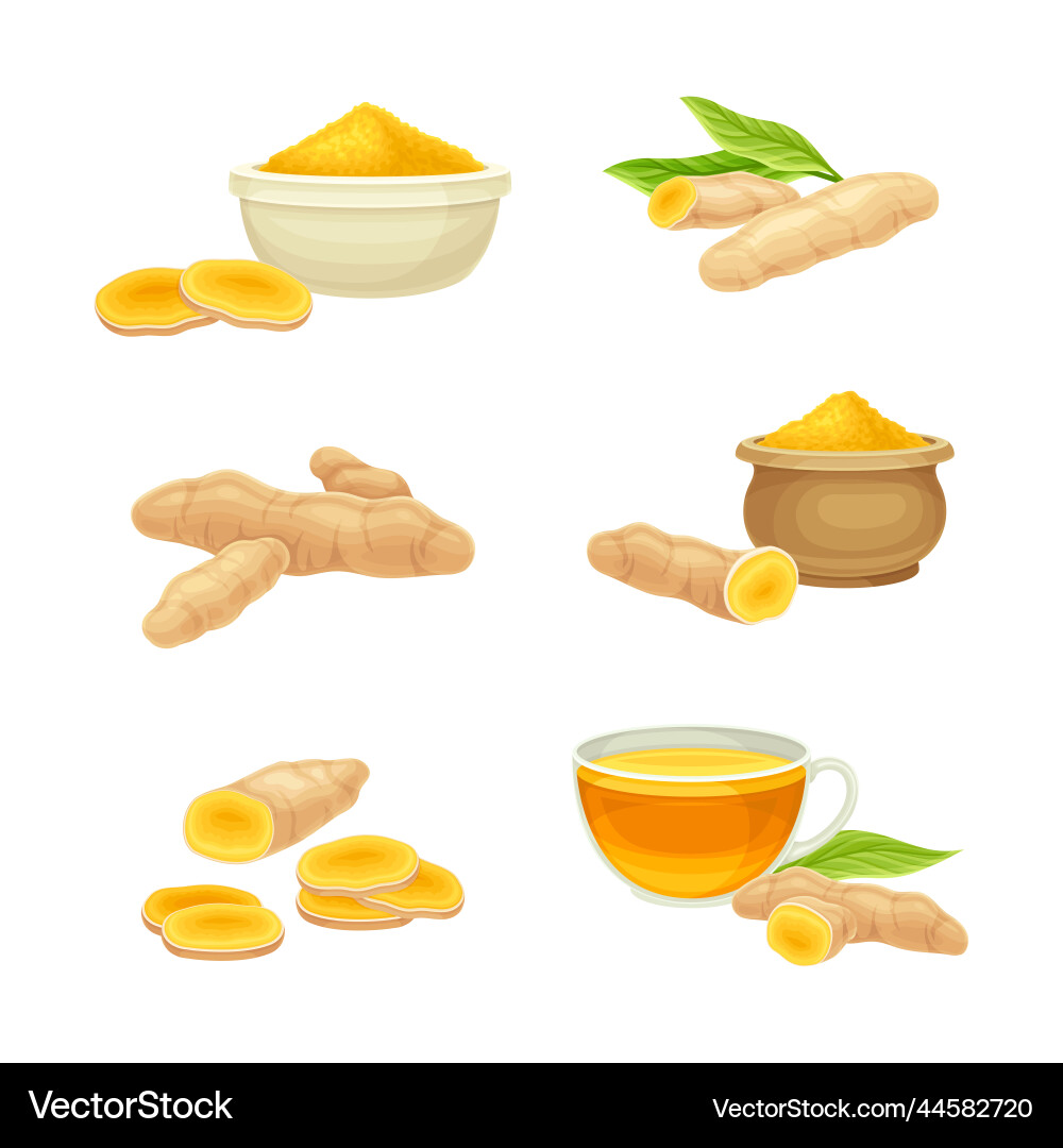 Ginger herbal plant set sliced root dried powder Vector Image