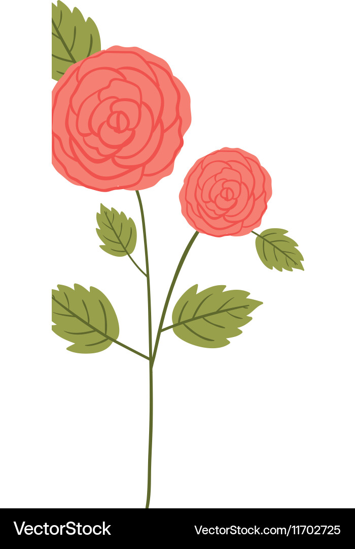 Isolated roses decoration design Royalty Free Vector Image