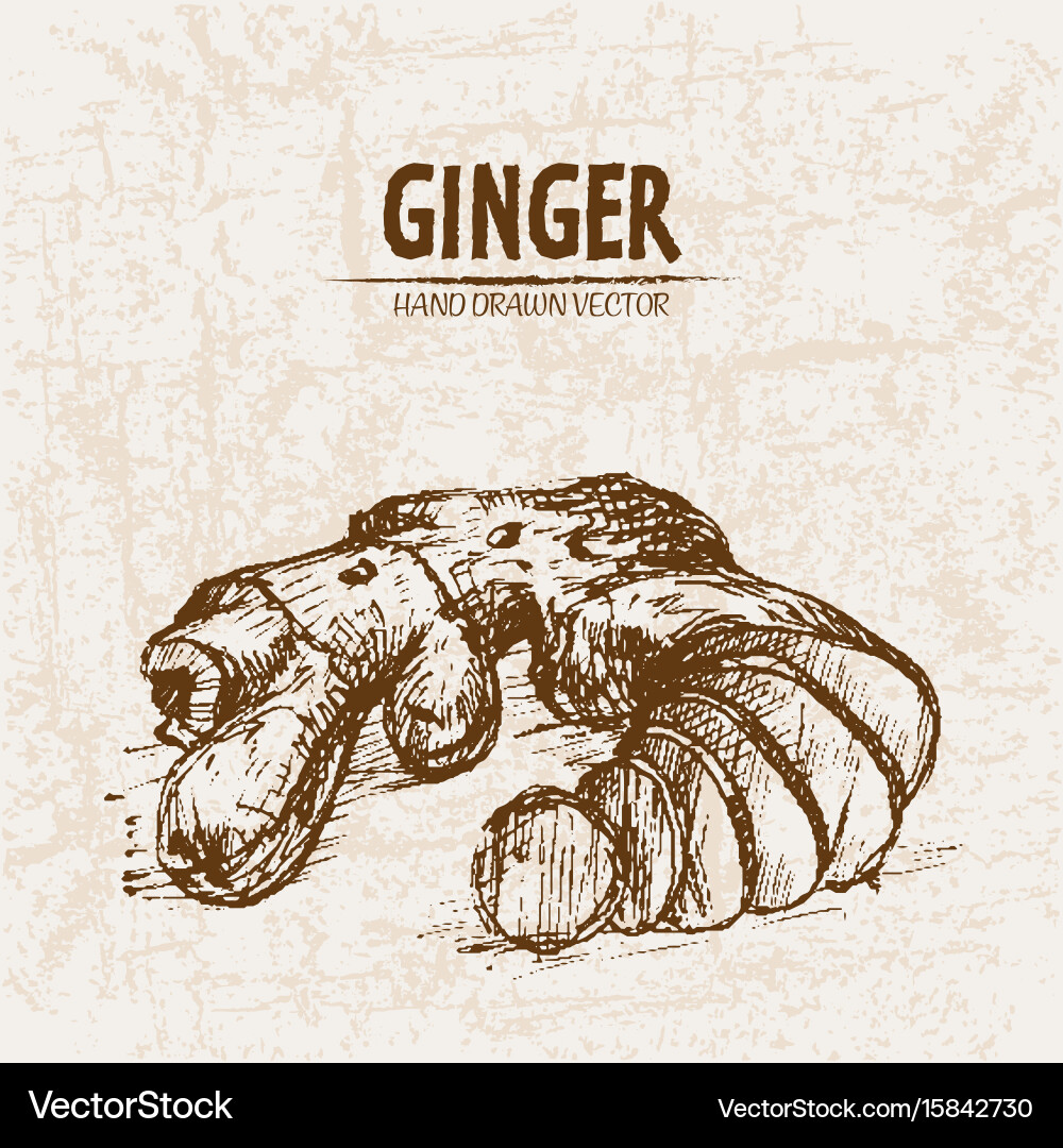 Digital detailed line art ginger Royalty Free Vector Image