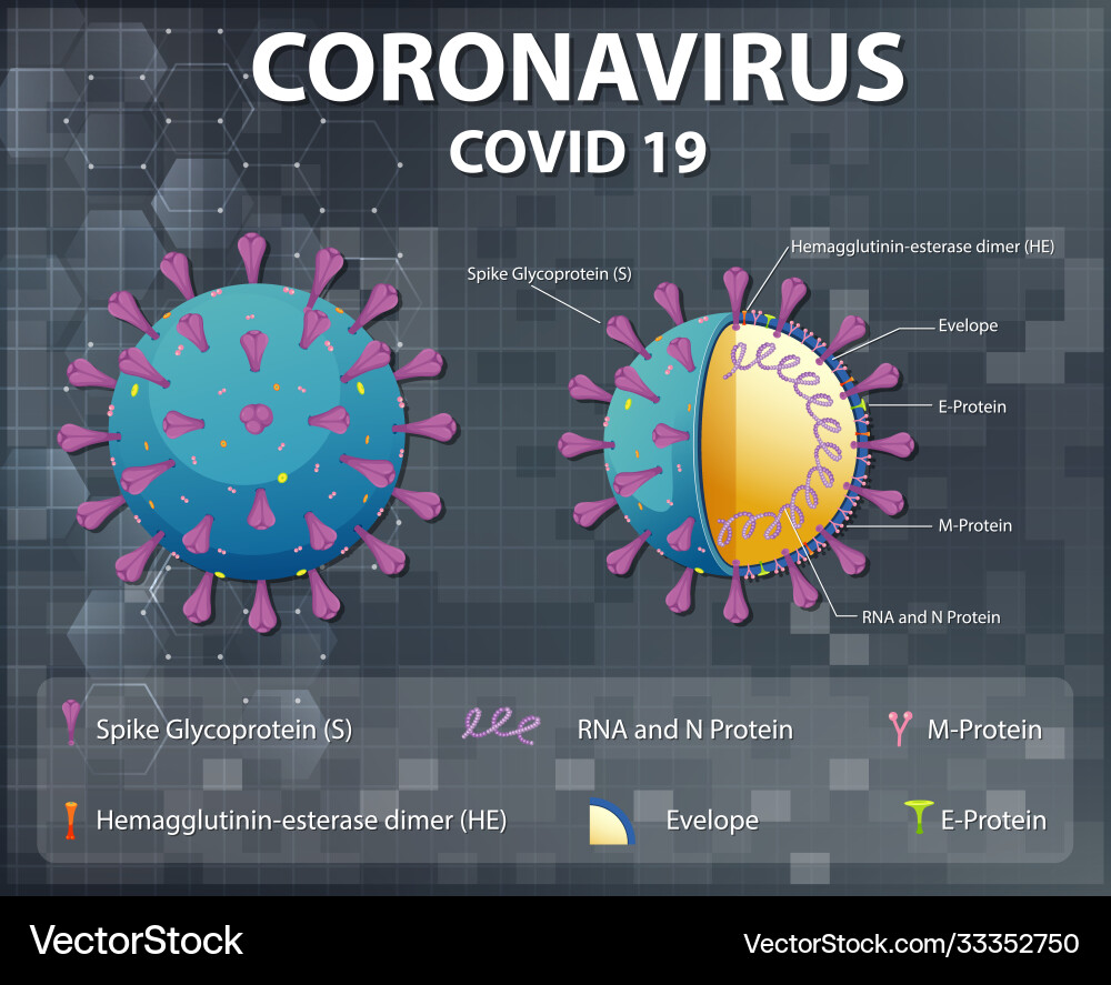 Diagram corona virus particle structure Royalty Free Vector